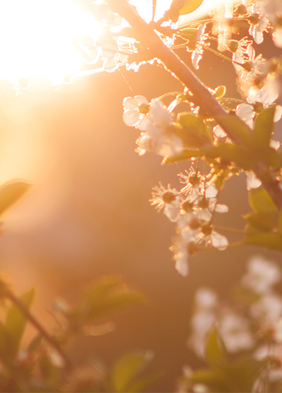 Enjoying the Beautiful Manchester Spring - 7 Fun Activities | Victoria ...